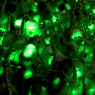 Buy Glow Popz™ Glow-in-the-dark Snap Fireworks Online